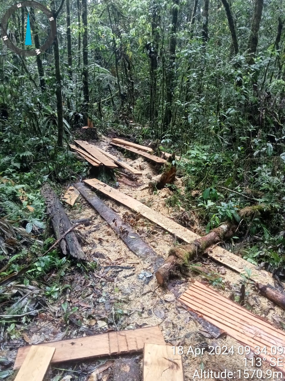 Penebangan kayu Alam di hutan Lae Pondom di kabupaten Dairi, diduga ada ...
